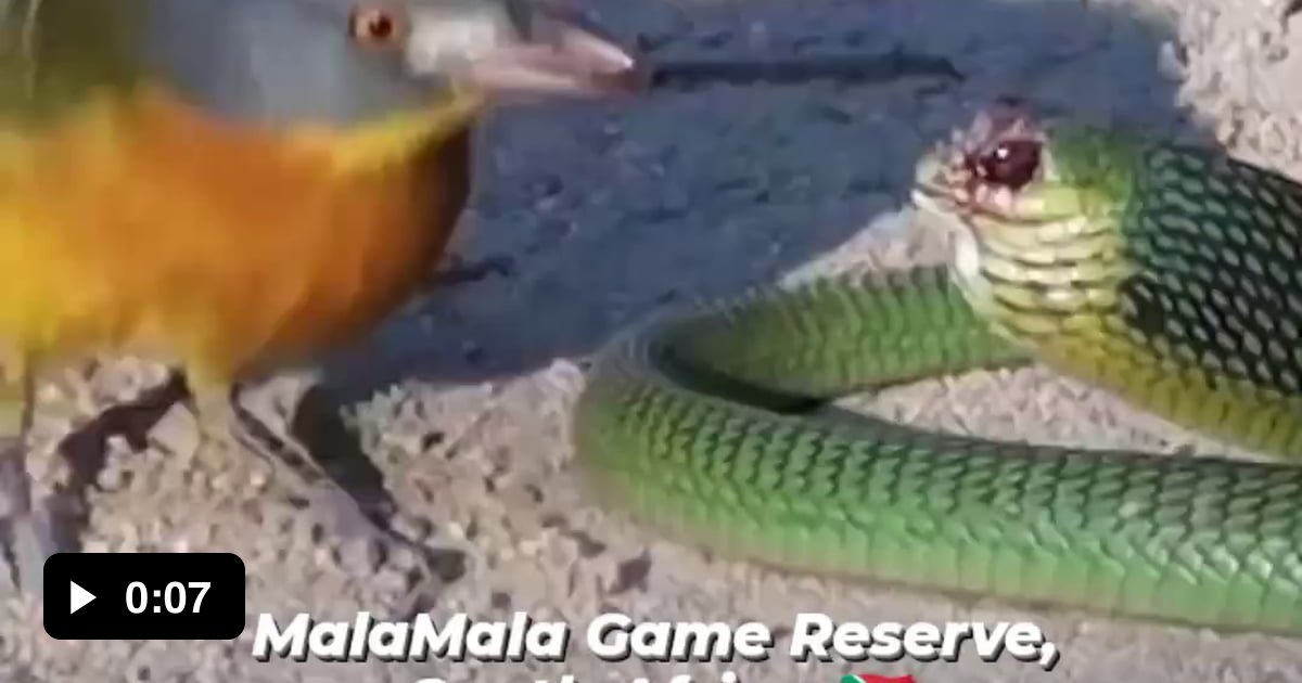 Blind snake is a great boss idea for souls game - 9GAG