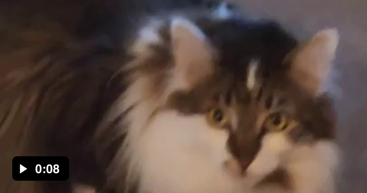 HONKIN' BIG SCREM *VOLUME WARNING* - 9GAG