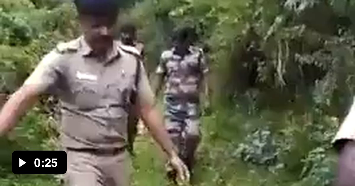 Forest officers in India taking a lost baby elephant back to his heard ...