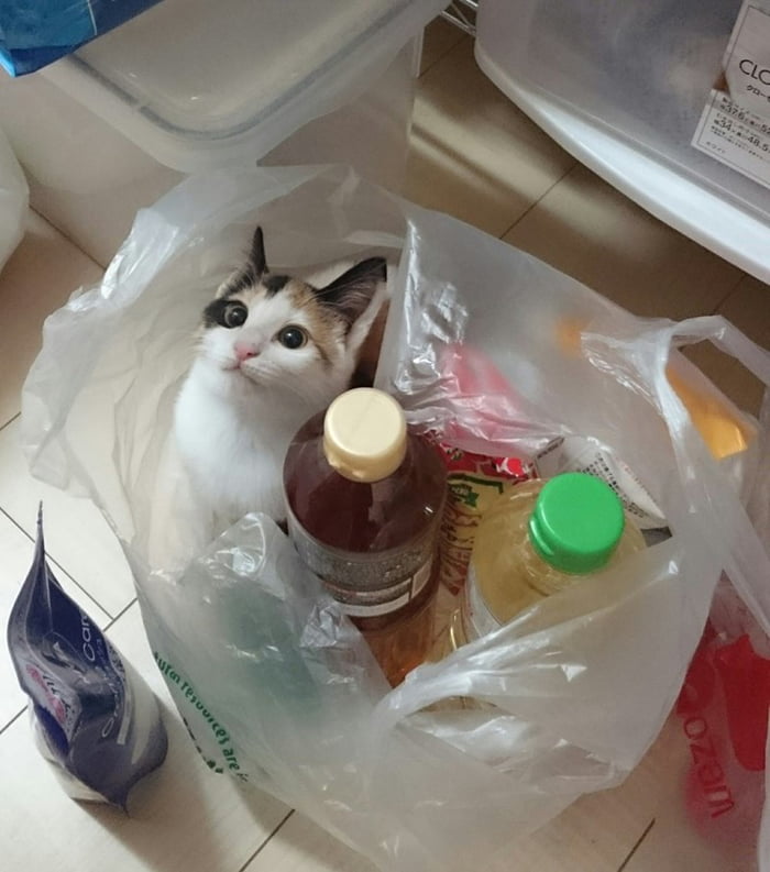 Just the essentials - 9GAG