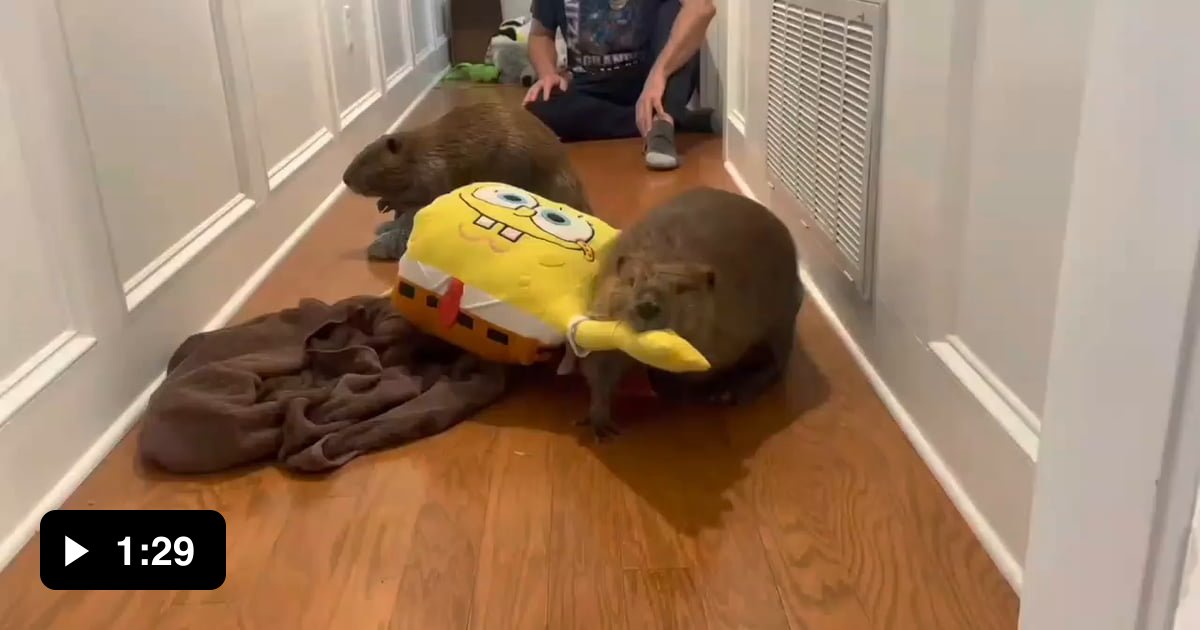 Pet beavers build a dam inside a house - 9GAG