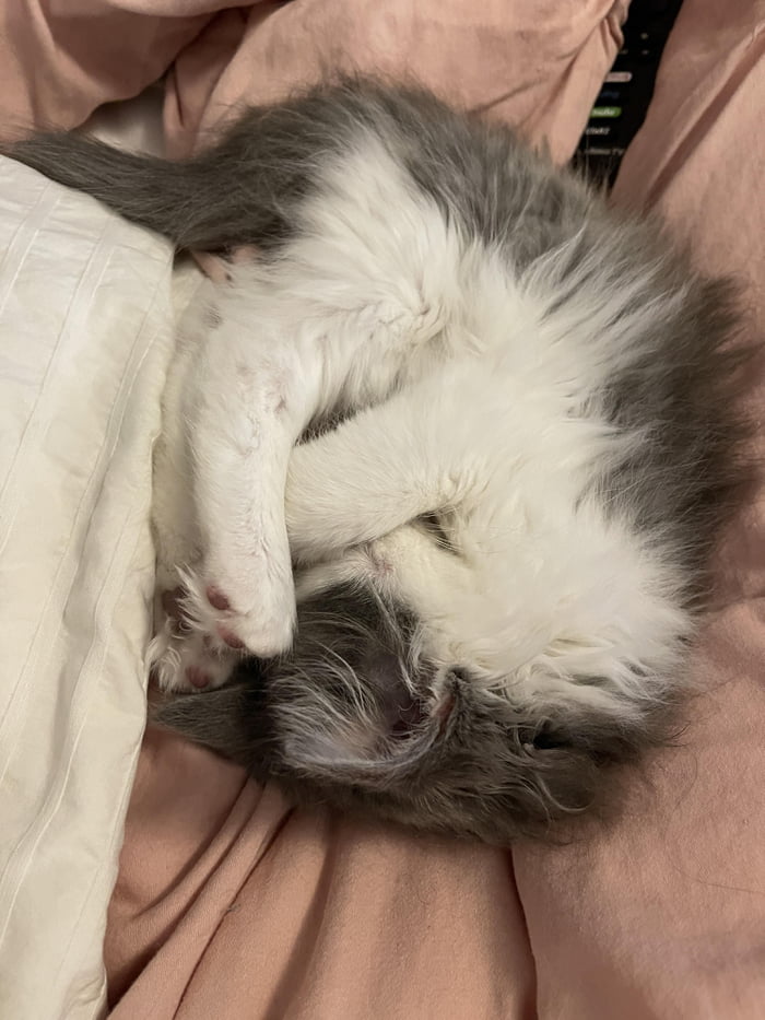 Smol floof bol - 9GAG