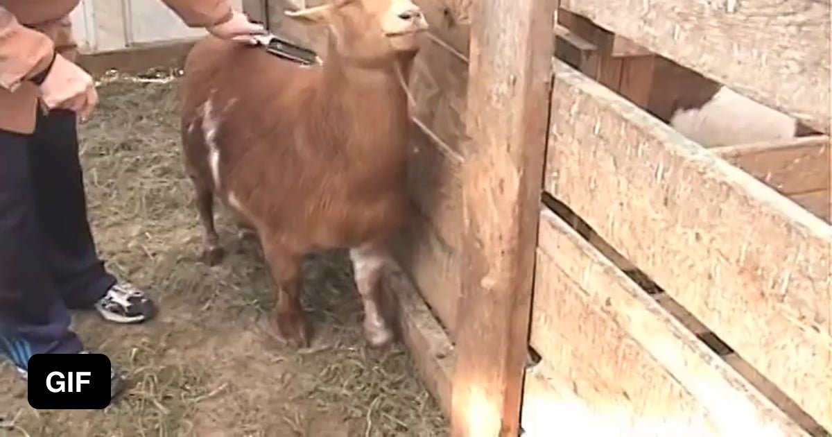 Happy Goat - 9GAG