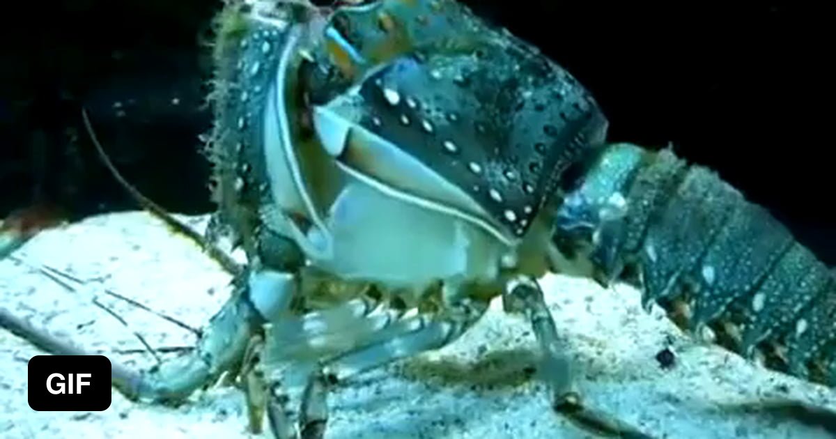 Lobster shedding its shell - 9GAG