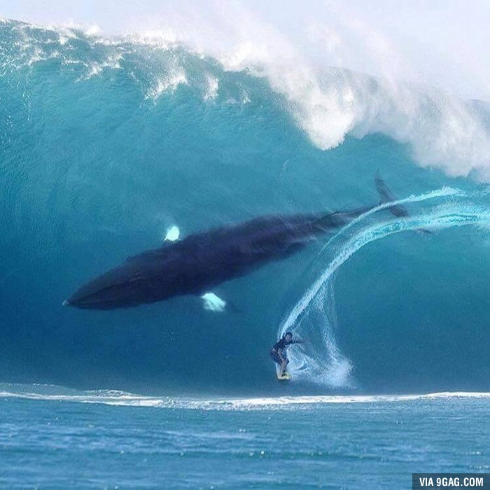 Sickest surf pic ever - 9GAG