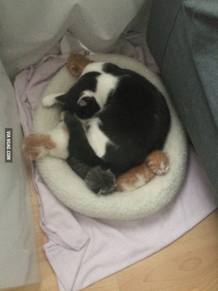 Uncle-cat wants to be a kitten too - 9GAG