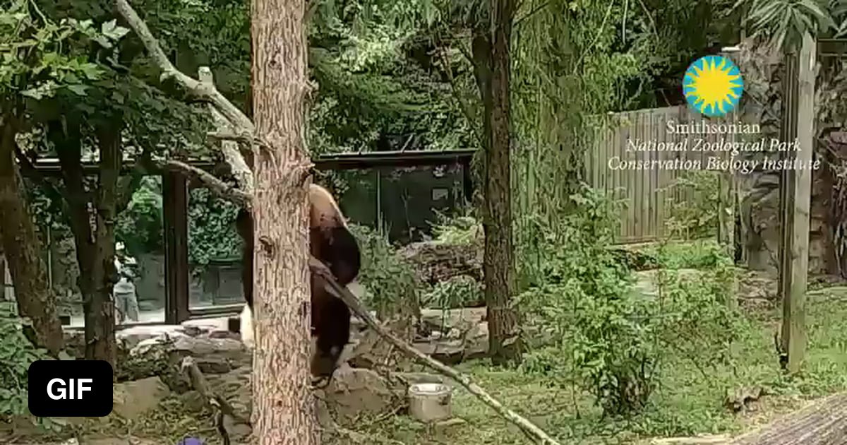 I could watch this panda fall out of trees literally all day - 9GAG