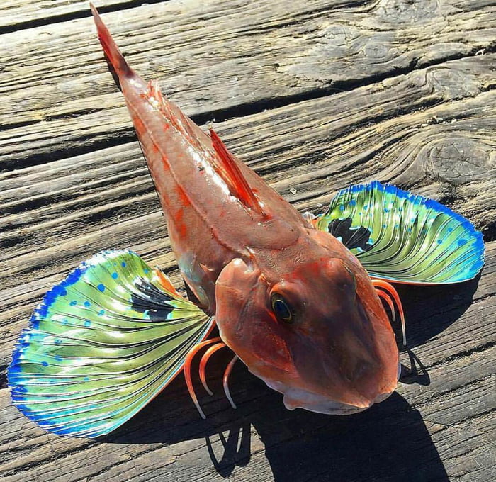 🔥 Spiny Red Gurnard is 🔥 - 9GAG