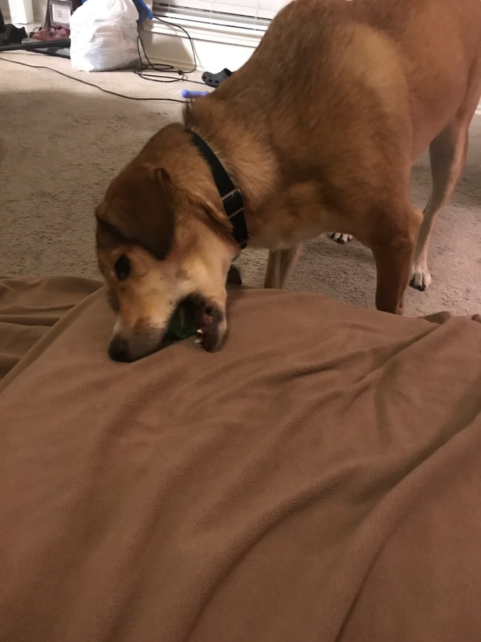 I think my doggo is special - 9GAG