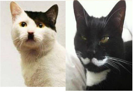 Adolf Kitler & Meowseph stalin - 9GAG
