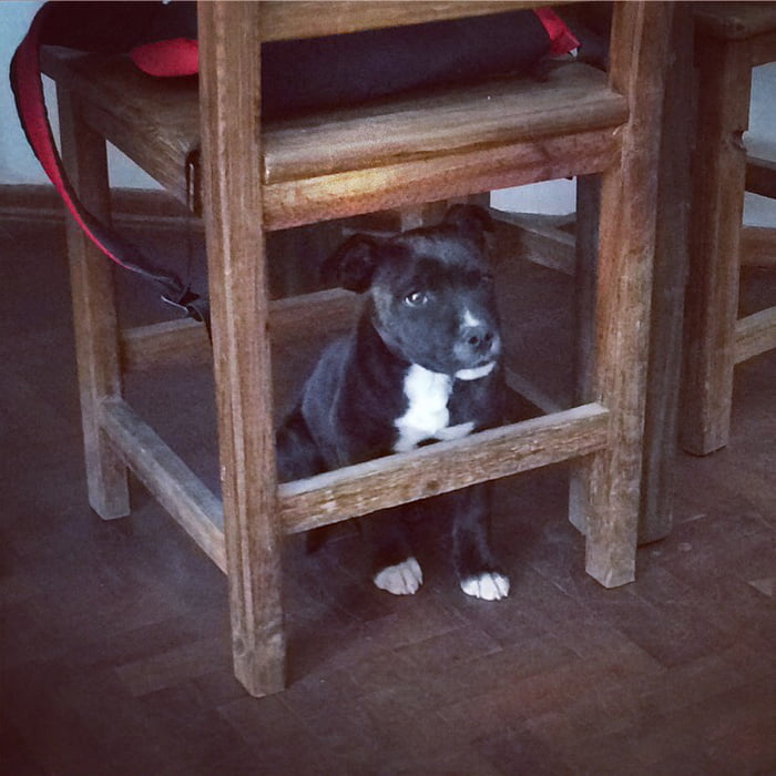 My new doggo guys im freaking scary wish me luck - 9GAG