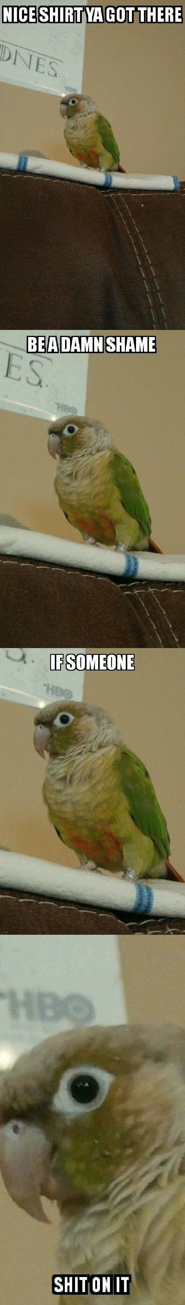 Every.Damn.Time.Birb. - 9GAG