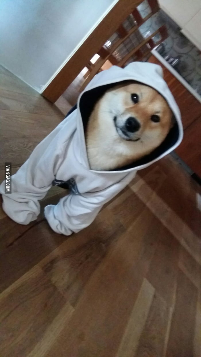 Meh Doge in da jacket - 9GAG