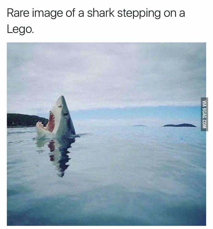RIP shark - 9GAG