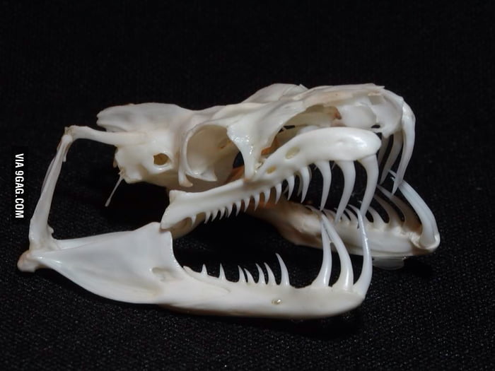 I present to you the skull of an emerald tree boa, holder of the largest teeth for a non ...