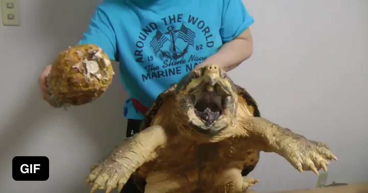 Alligator snapping turtle vs. pineapple. - 9GAG