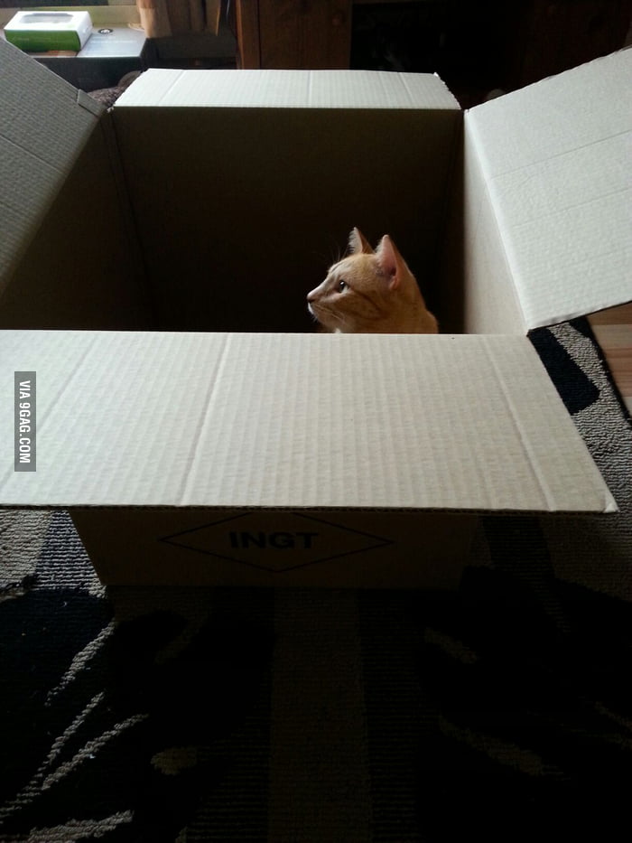 Moving for humans = new boxes for the cat - 9GAG
