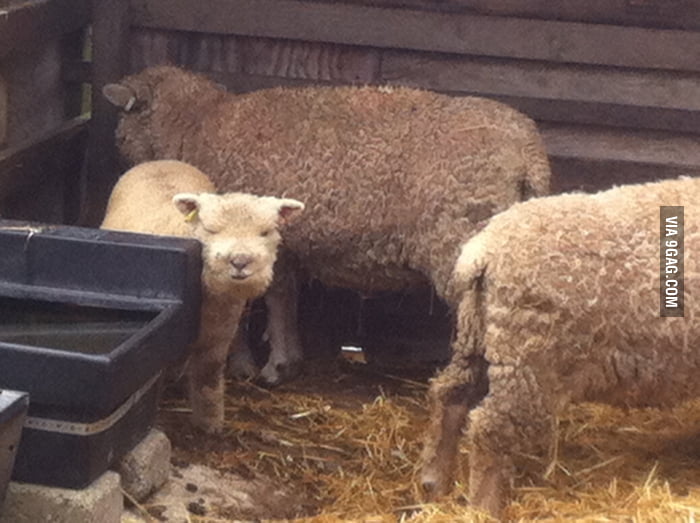 Does anyone else think this lamb has a weird face? - 9GAG