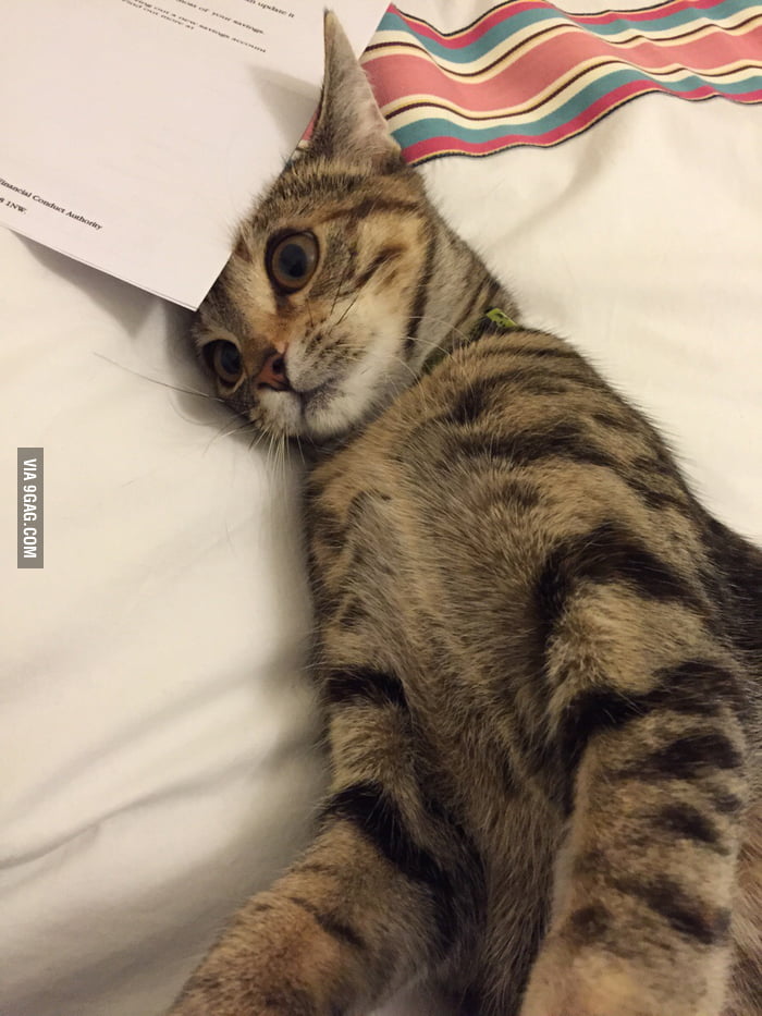 I think my cat is having an existential crisis... - 9GAG