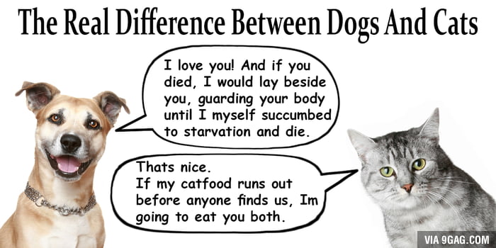 The Real Difference Between Dogs And Cats 9GAG the-real-difference-between-dogs-and-cats-9gag