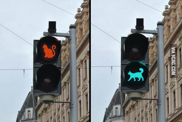 Cat traffic lights - 9GAG
