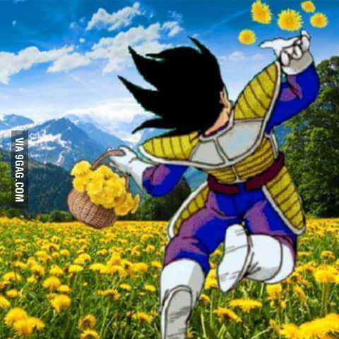Fabulous Vegeta, picking flowers and s**t for Krilin's funeral - 9GAG