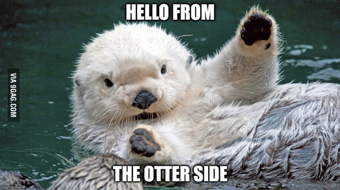 Hello Otter - 9GAG
