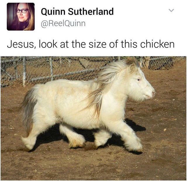 Big ass chicken - 9GAG