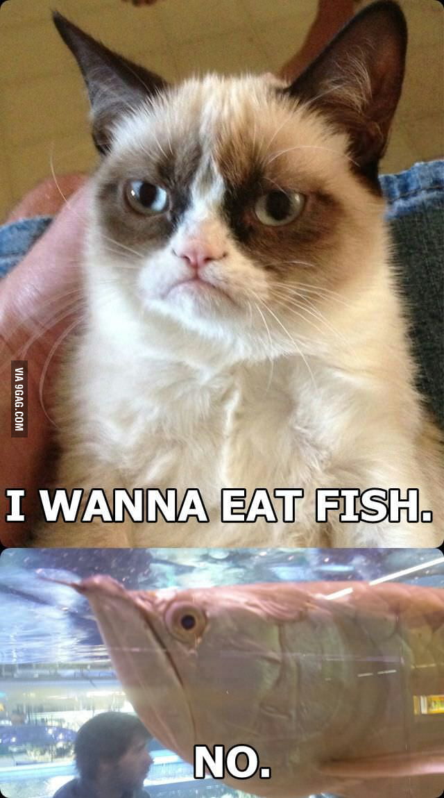 Saw this fish today...Grumpys fish twin?! - 9GAG