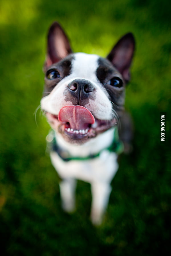 Boston Terrier smiley face - 9GAG