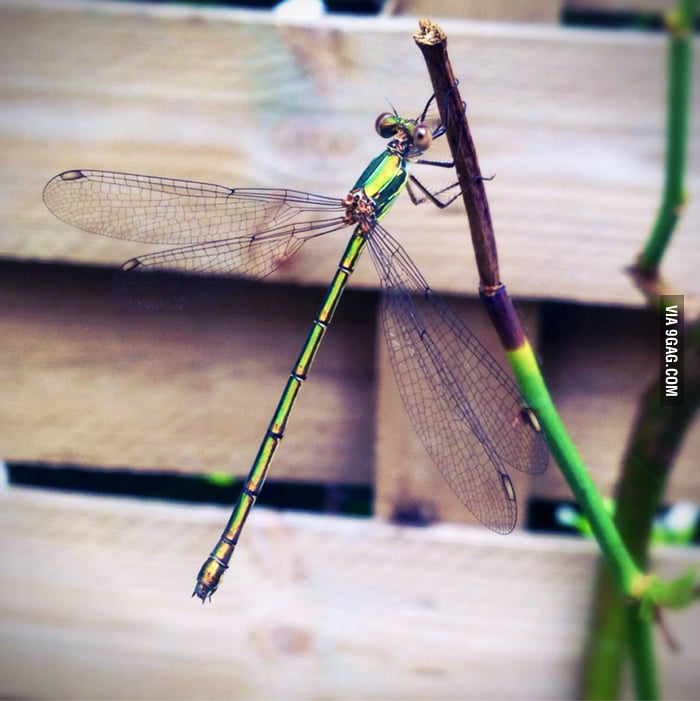 This dragonfly looks like being made of chrome - 9GAG