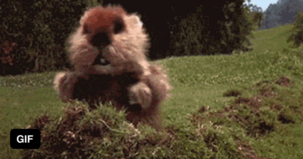 The dancing gopher in memory of Harold Ramis... Thanks for the giggles ...