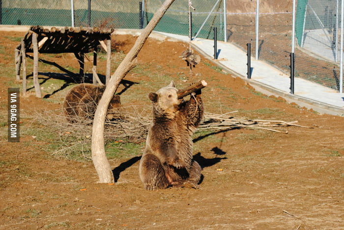 Bear being a bear - 9GAG