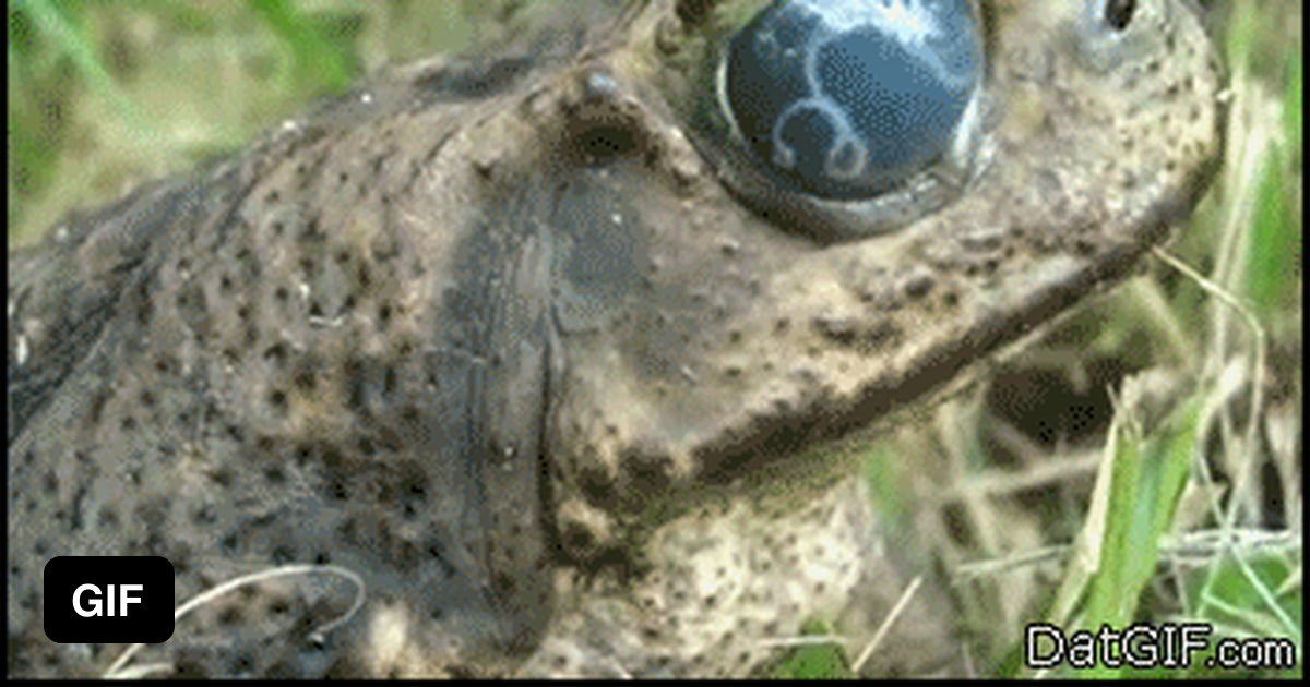 Toad with parasite in its eye. WTF - 9GAG