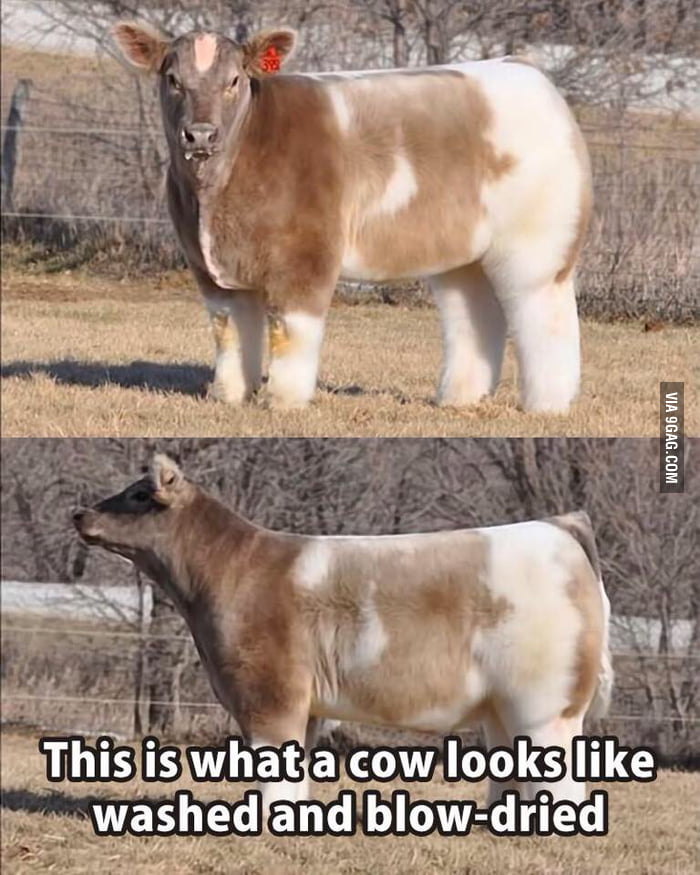 Just some glamorous cow - 9GAG
