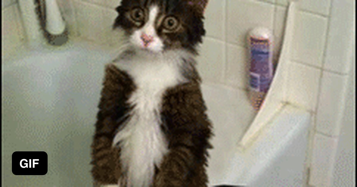 Traumatized Cat. - 9GAG