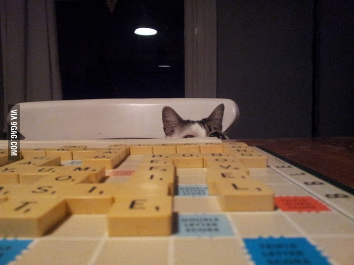Date night with the cat - 9GAG
