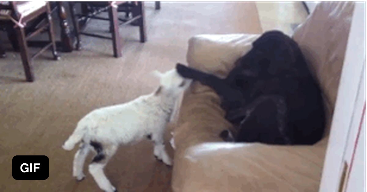 Dog lazily fends off a vicious lamb attack - 9GAG