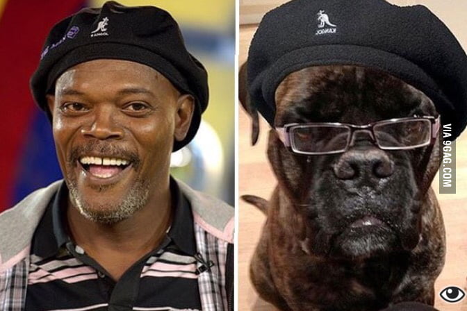 Samuel L. Jackson as a dog - 9GAG