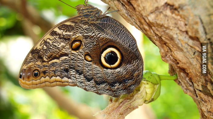 This butterfly looks like it has a snake head on its wing - 9GAG