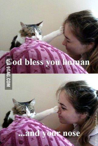 Cat Bless You ! - 9GAG