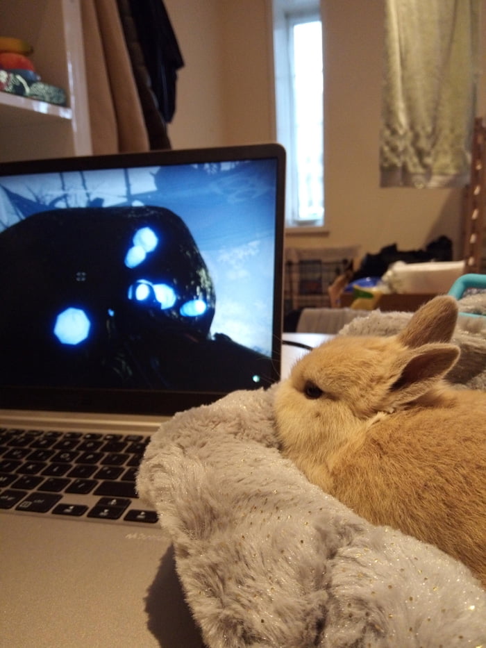 My month-old (almost) baby bunny loves to just sit and watch me play ...