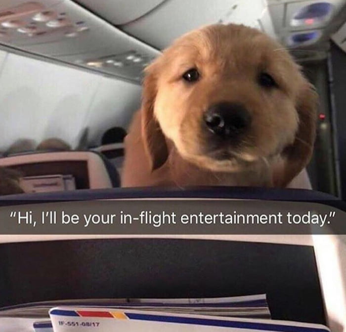 I don't want to know what todays movie is, I want pupper to bork me a story - 9GAG