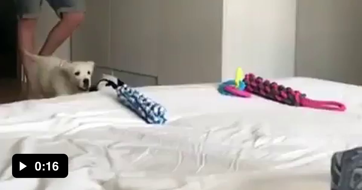 A graceful leap - 9GAG