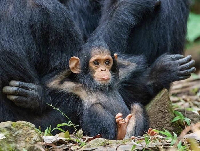 A monkey relaxing - 9GAG