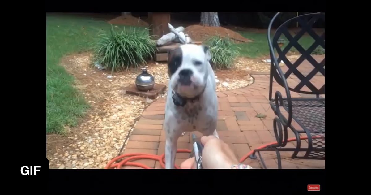 Doggo air pressure equals derp - 9GAG