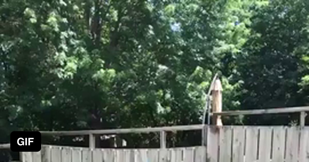 A fence can't stop the fun! - 9GAG