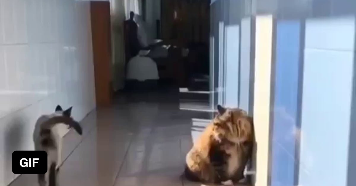 The sneak attack - 9GAG