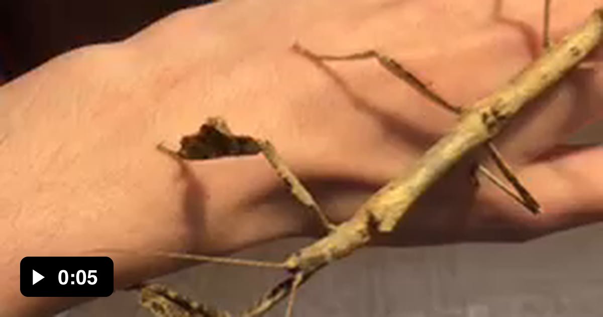 One of my tropical insects (Hermagoras sigillatus, female) - 9GAG