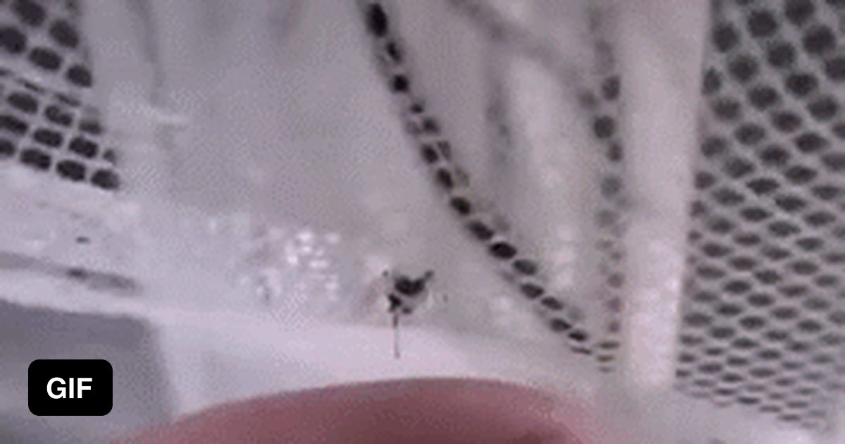 PETA: *confused screeching* - 9GAG